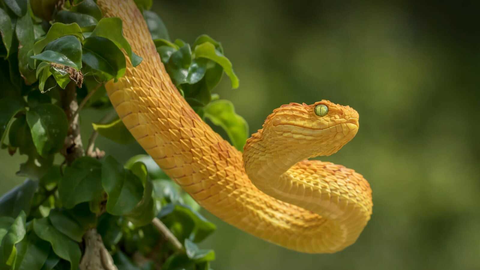 Snake Wallpapers (40 images) - WallpaperCat