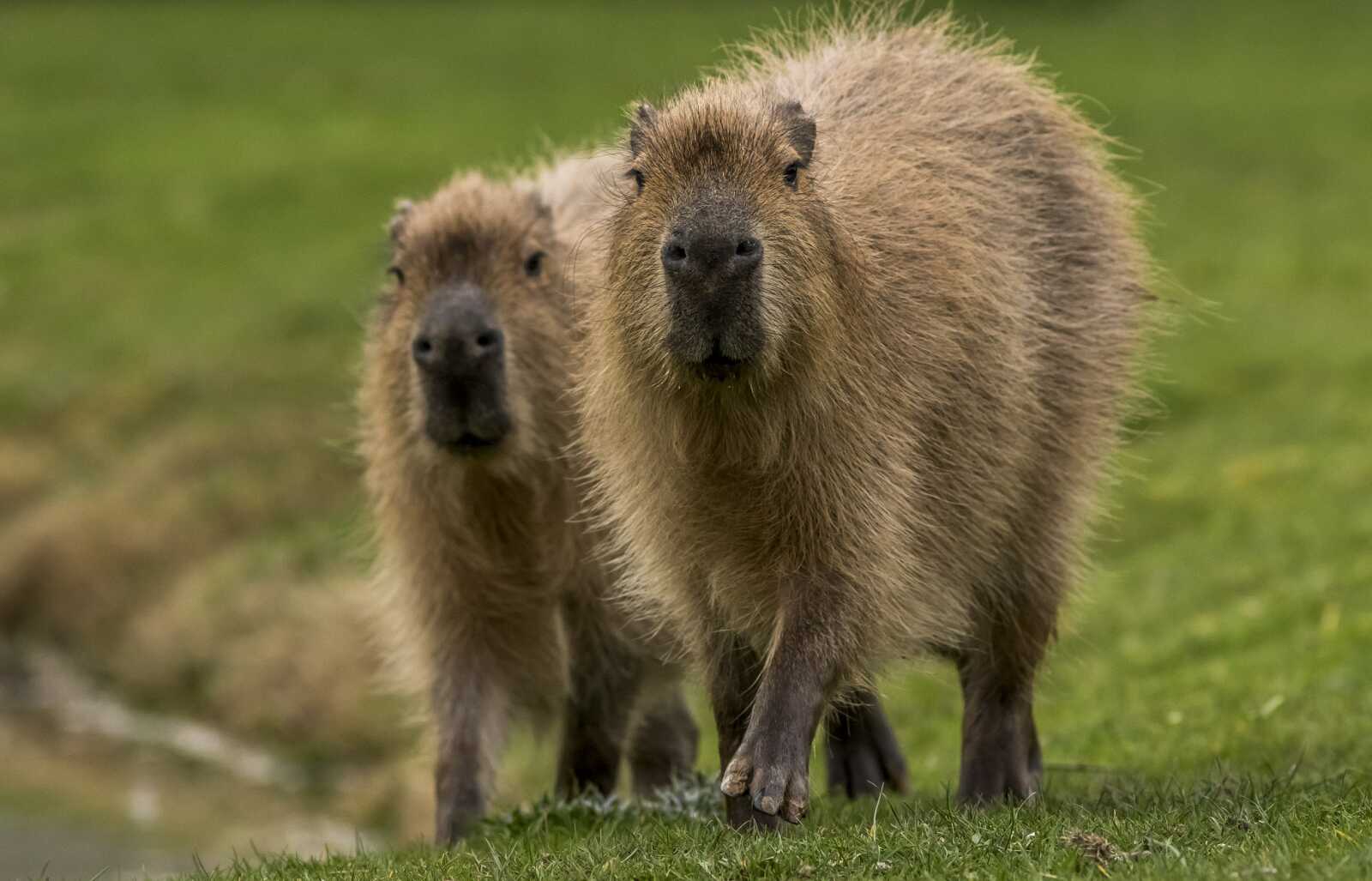 Capybara Wallpapers (43 images) - WallpaperCat