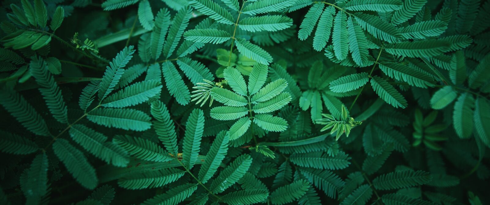 Leaf Wallpapers (125 images) - WallpaperCat
