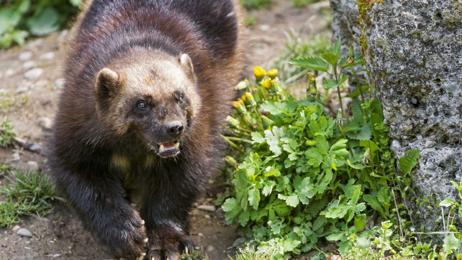 Wolverine (Animal) Wallpapers (28 images) - WallpaperCat