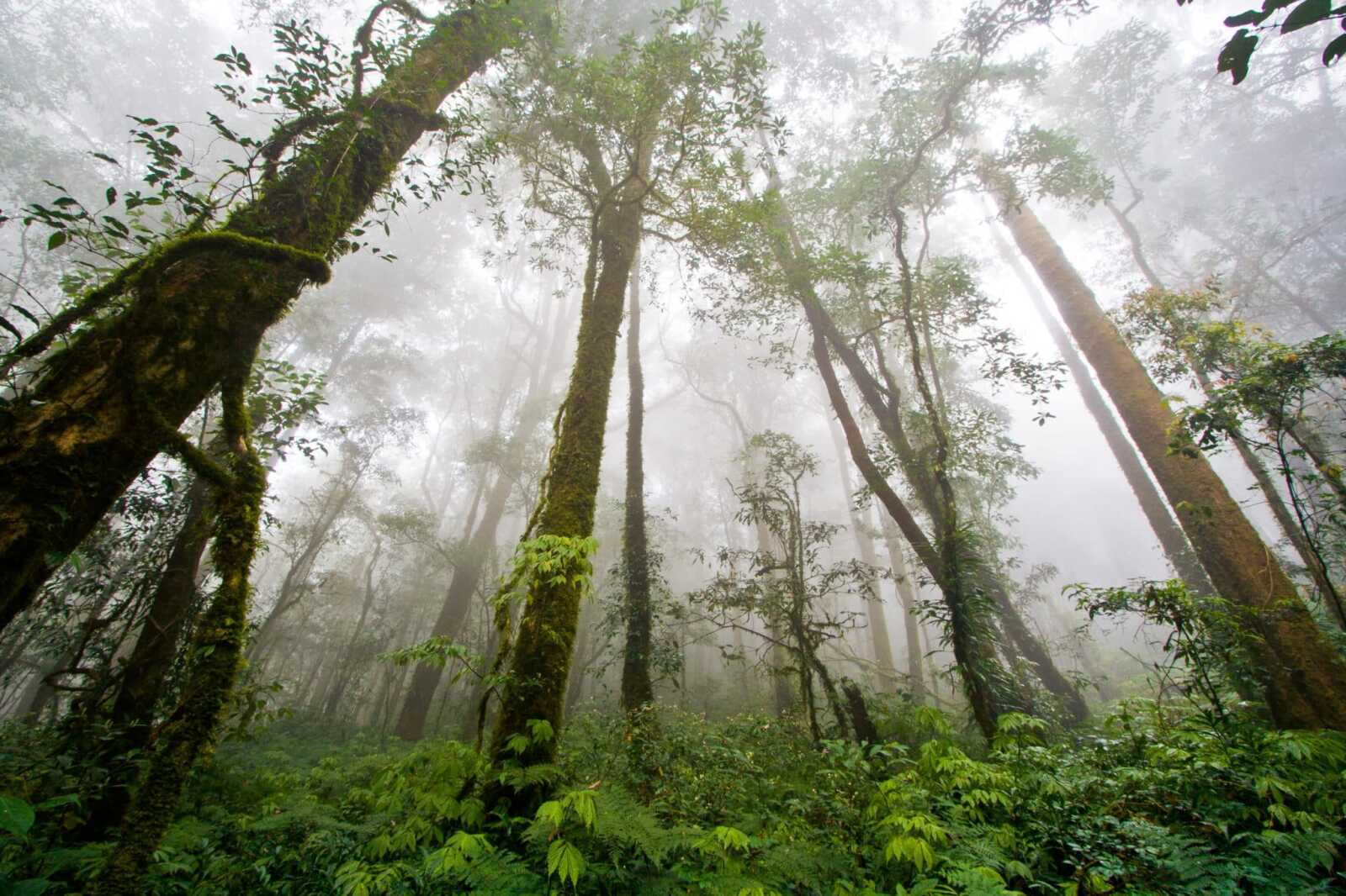 Amazon Rain Forest Wallpapers (57 images) - WallpaperCat