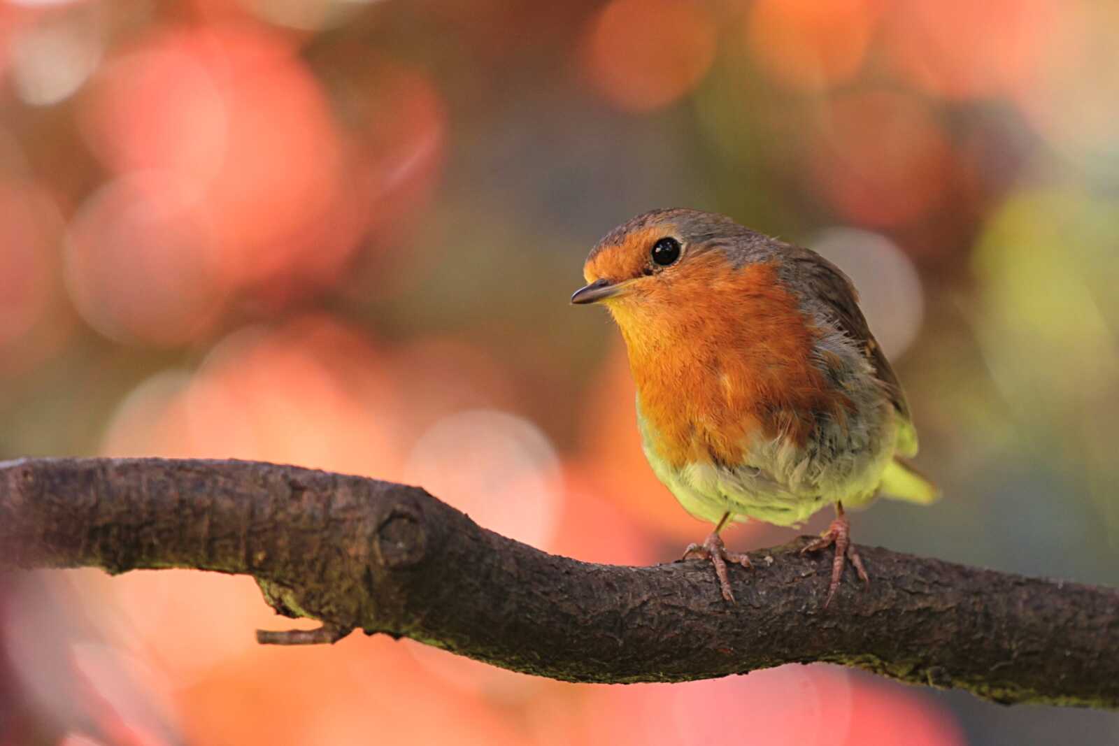 Robin (Bird) Wallpapers (44 images) - WallpaperCat