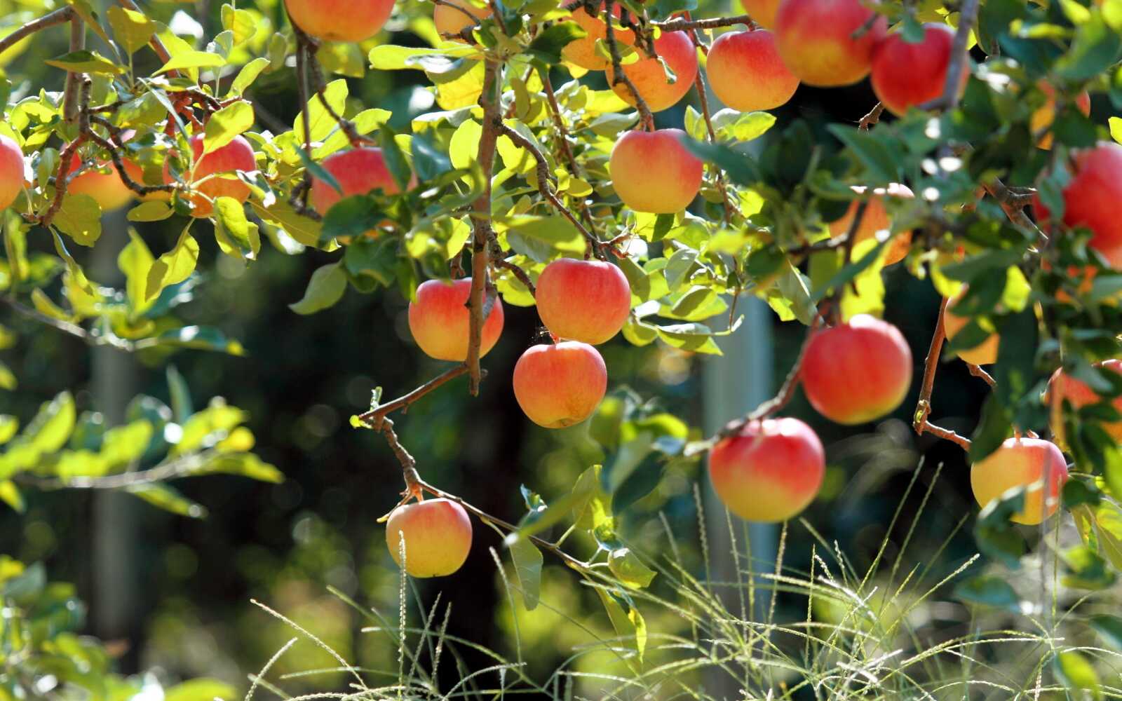 Apple Tree Wallpapers (70 images) - WallpaperCat