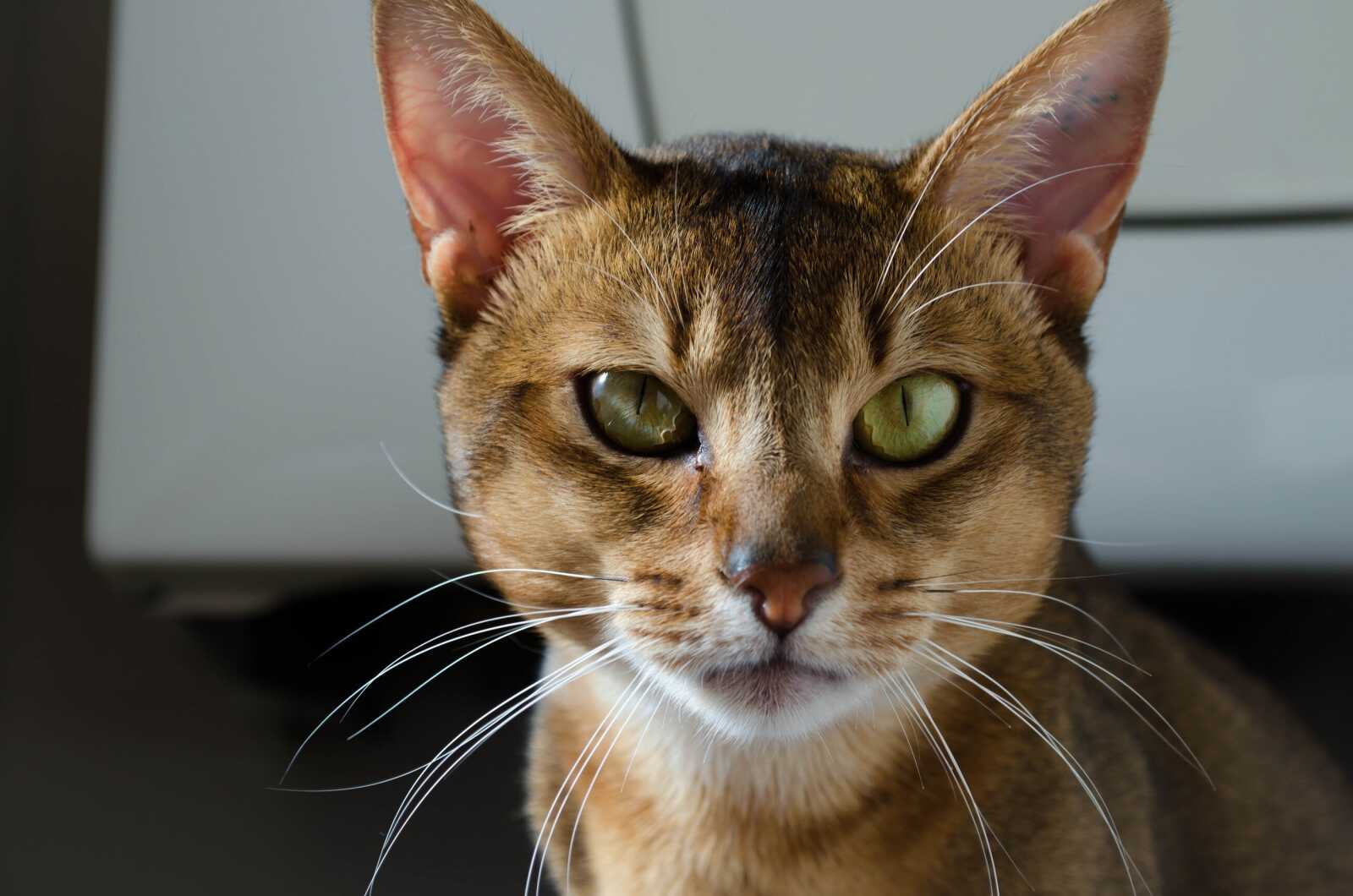 Abyssinian Wallpapers (12 images) - WallpaperCat