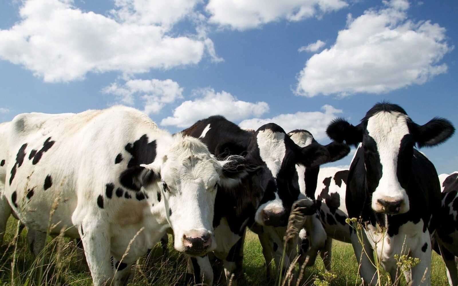 Cow Wallpapers (58 images) - WallpaperCat