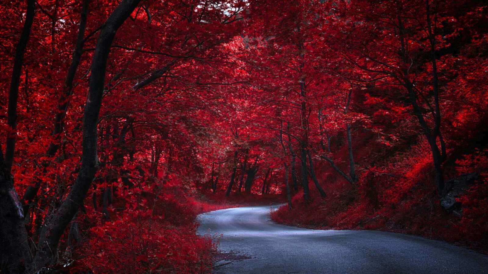 Forest Wallpapers (49 images) - WallpaperCat