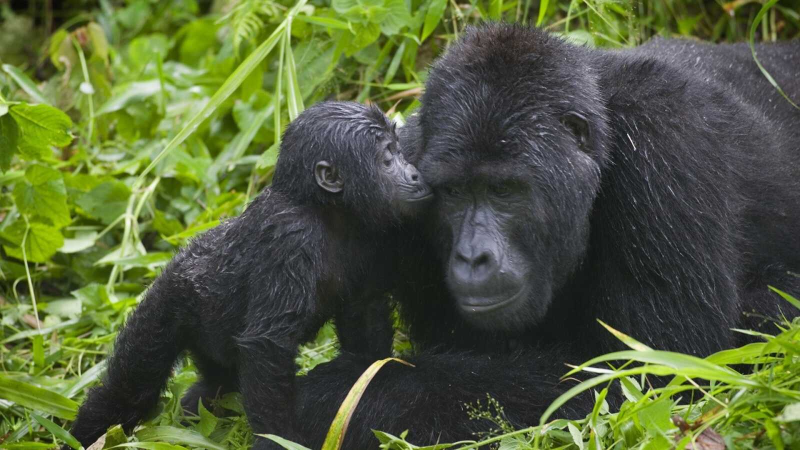 Uganda Wallpapers (30 images) - WallpaperCat