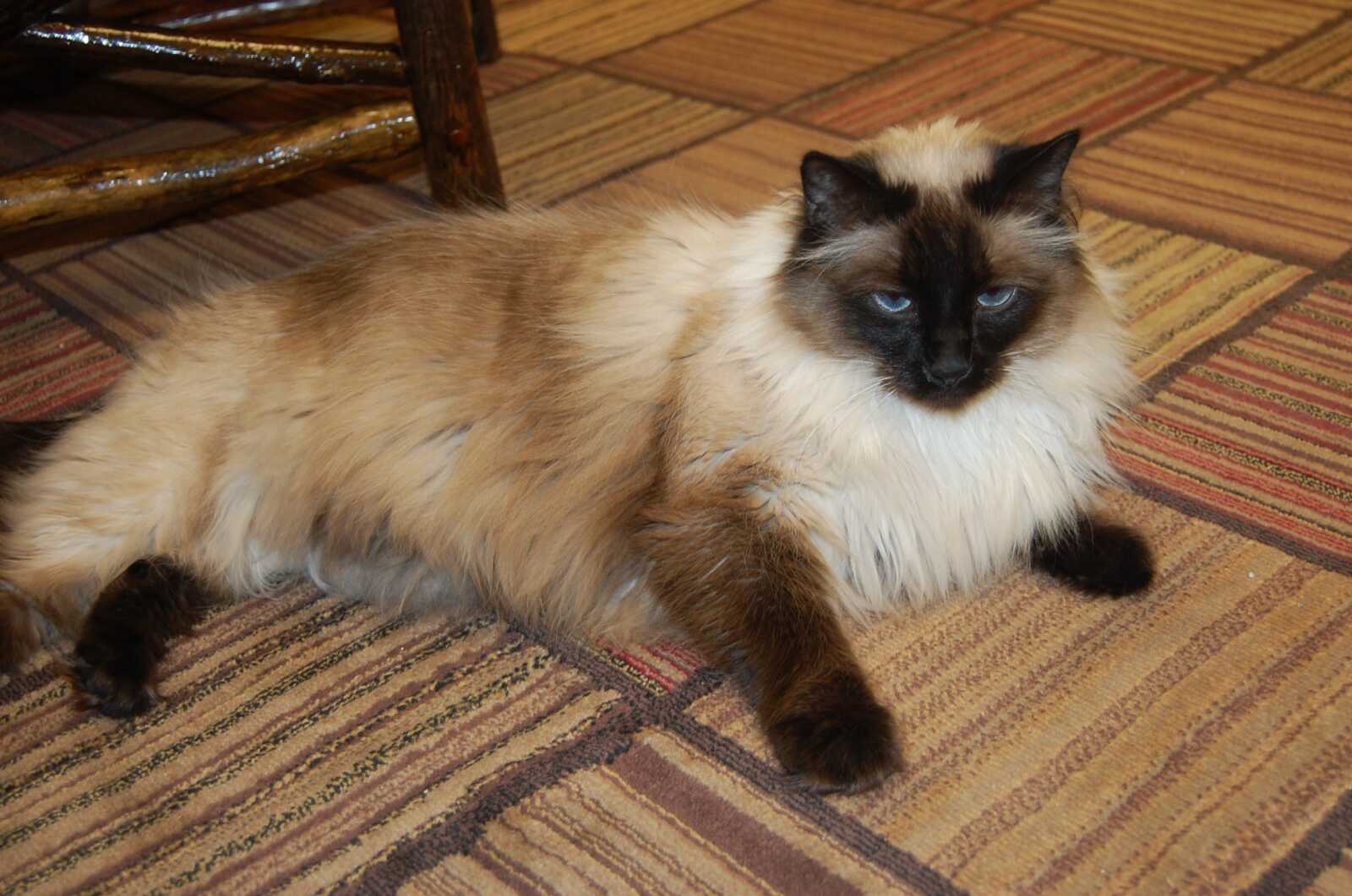 Balinese Cat Wallpapers (10 images) - WallpaperCat