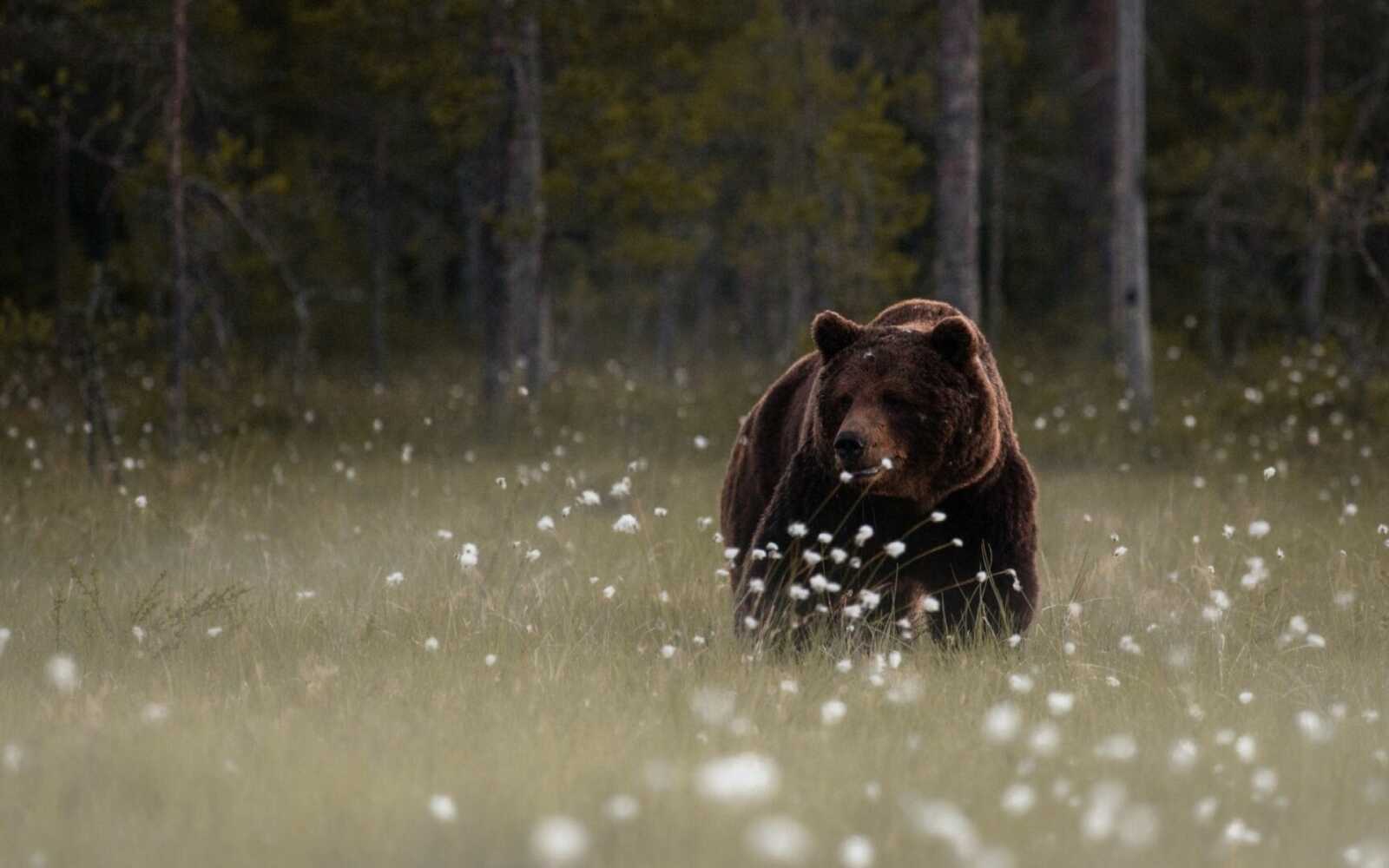 Bear Wallpapers (97 images) - WallpaperCat