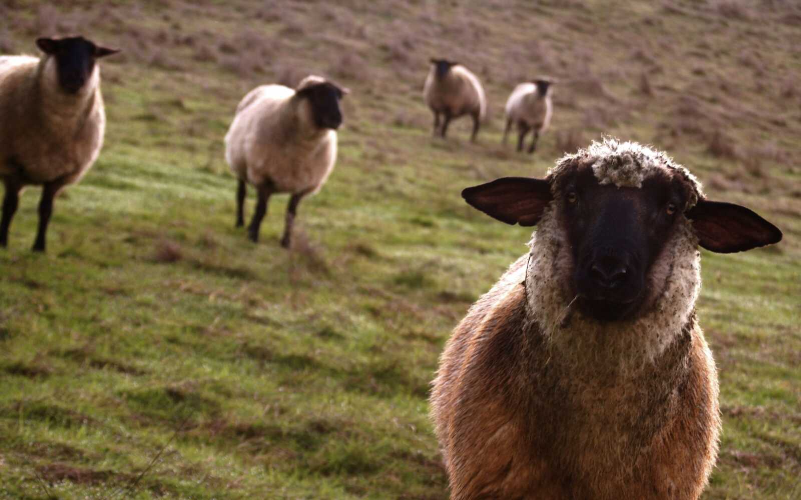 Sheep Wallpapers (54 images) - WallpaperCat