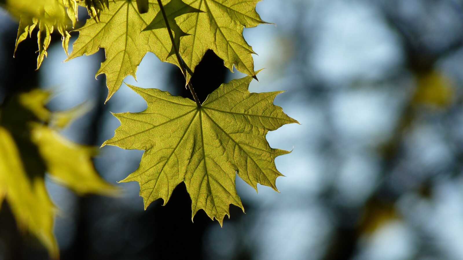 Maple Leaf Wallpapers (112 images) - WallpaperCat