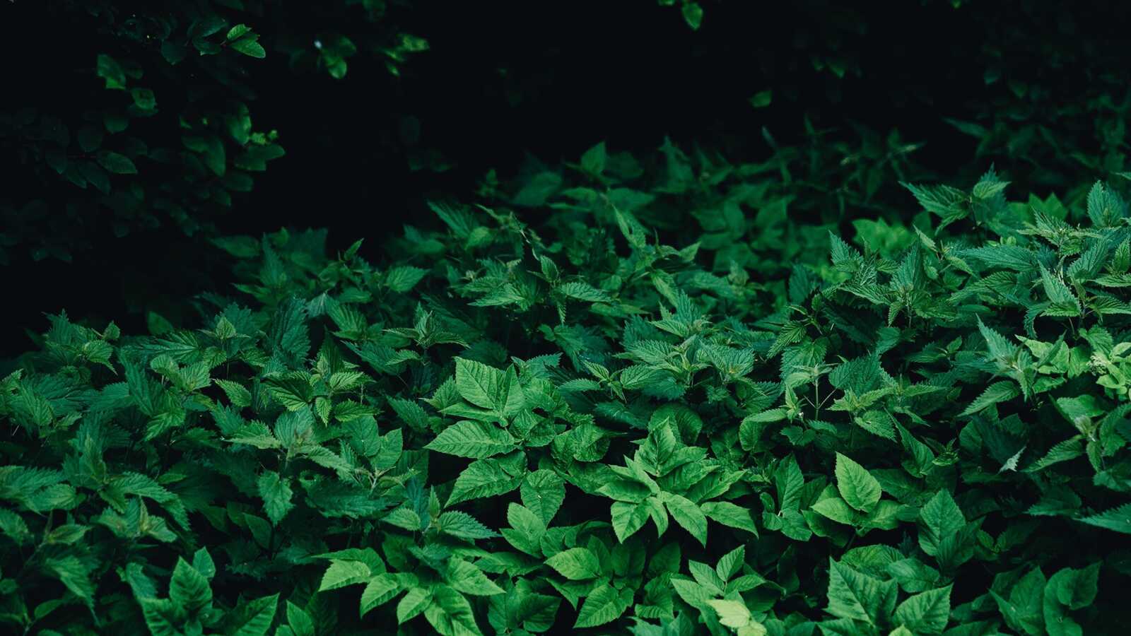Leaf Wallpapers (125 images) - WallpaperCat