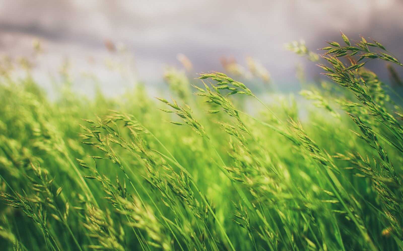 Grass Wallpapers (51 images) - WallpaperCat