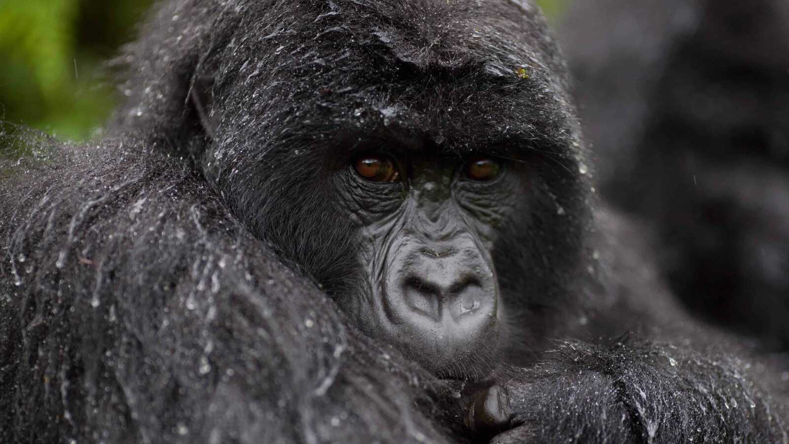 Gorilla Wallpapers (52 images) - WallpaperCat