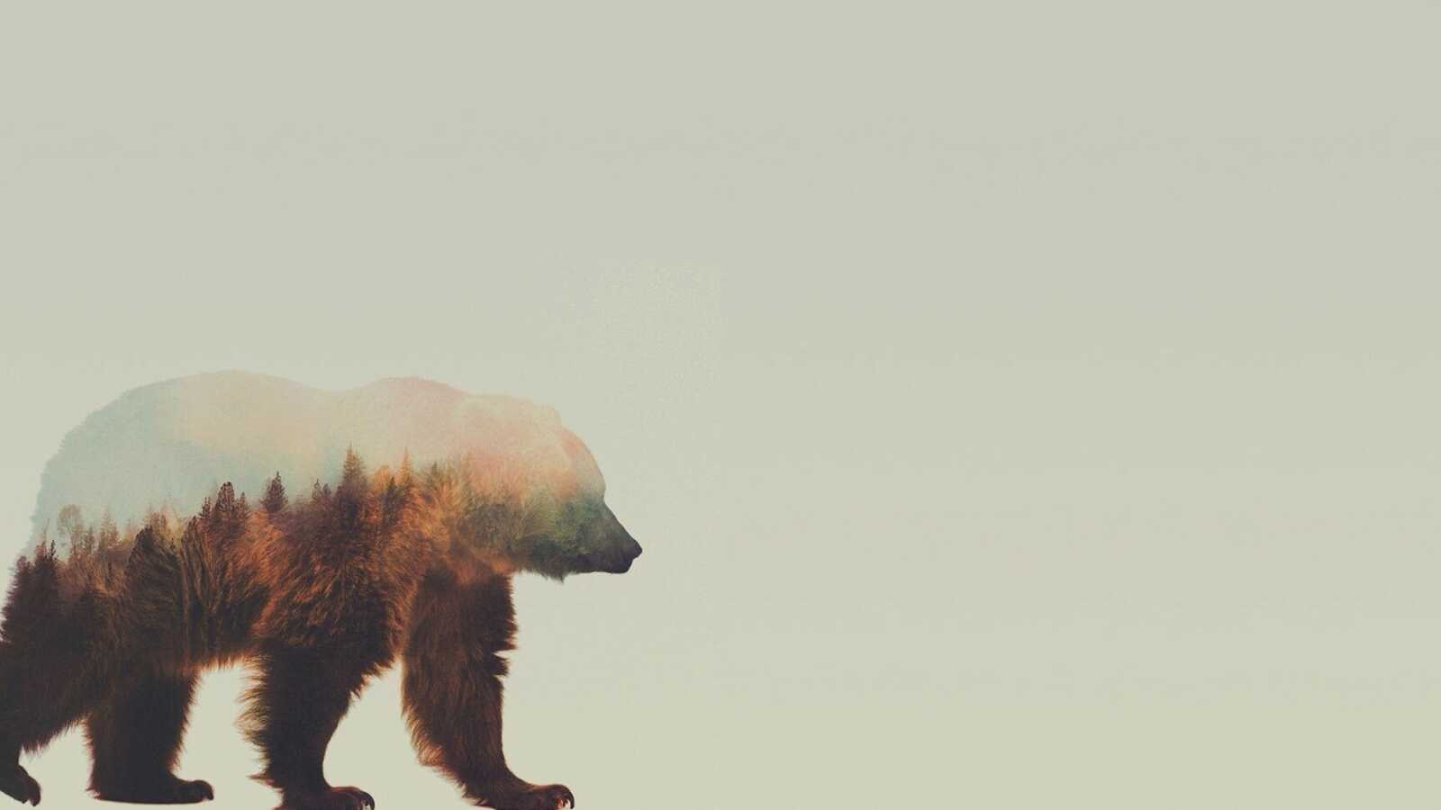 Bear Wallpapers (97 images) - WallpaperCat
