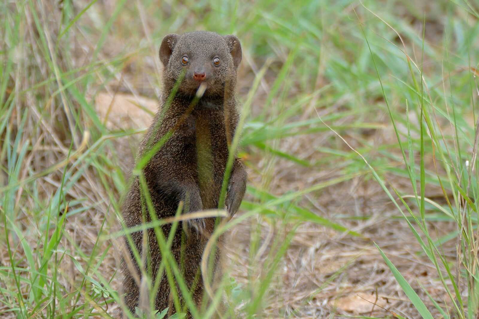 Mongoose Wallpapers (29 images) - WallpaperCat
