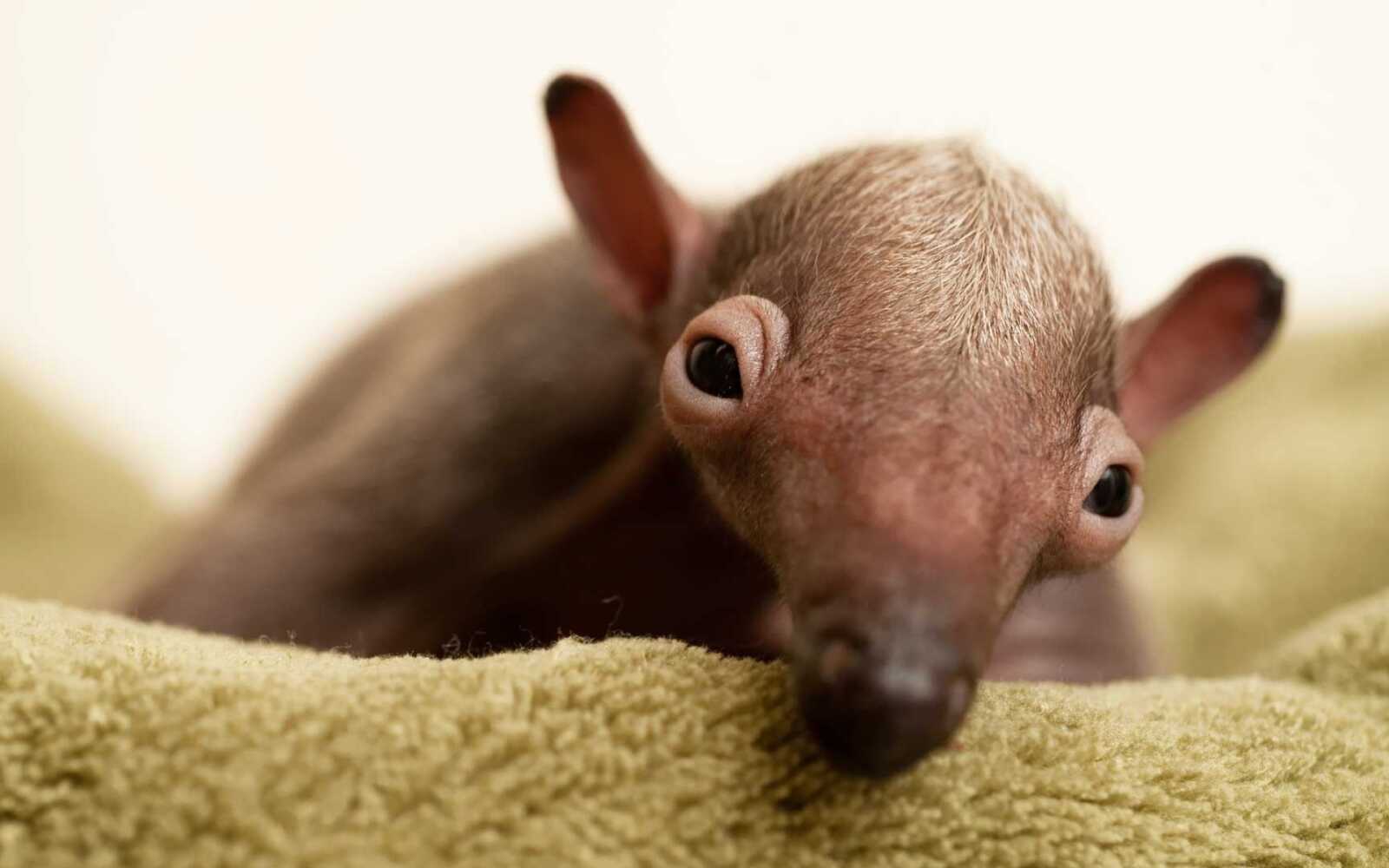 Anteater Wallpapers (46 images) - WallpaperCat