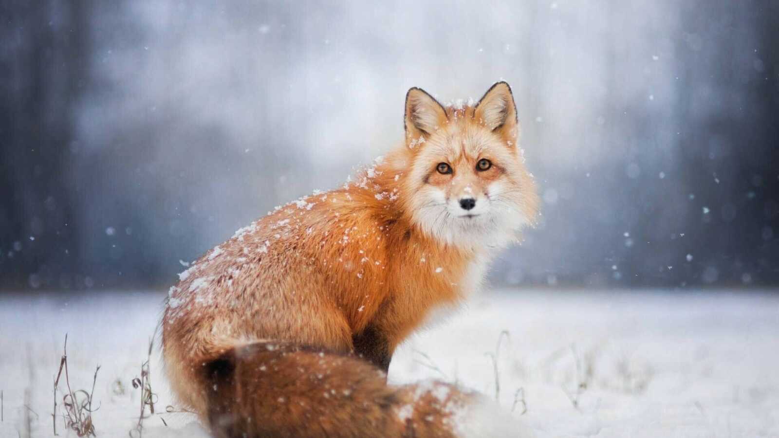 Fox Wallpapers (100 images) - WallpaperCat