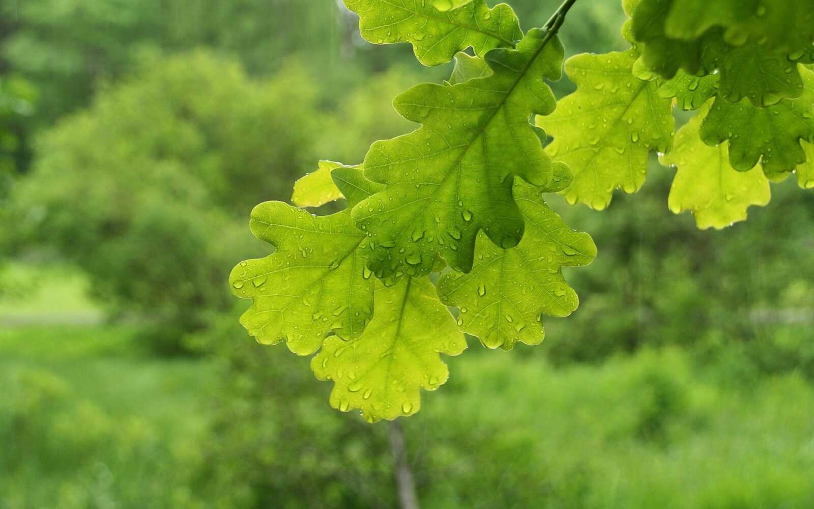 Oak Tree Wallpapers (58 images) - WallpaperCat