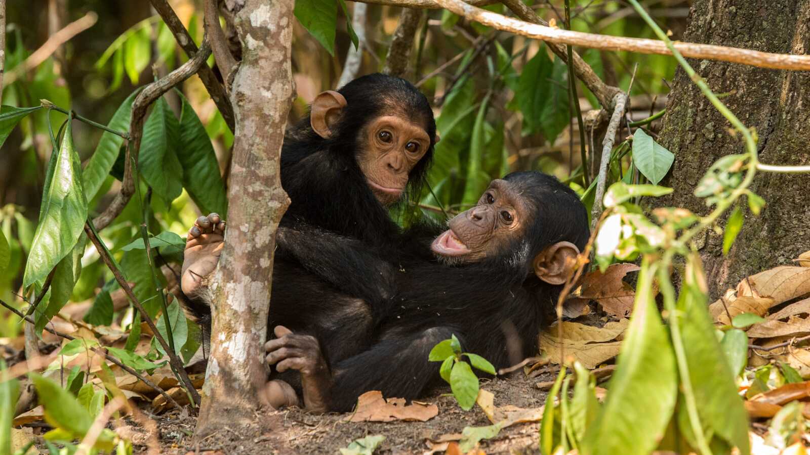 Chimpanzee Wallpapers (48 images) - WallpaperCat
