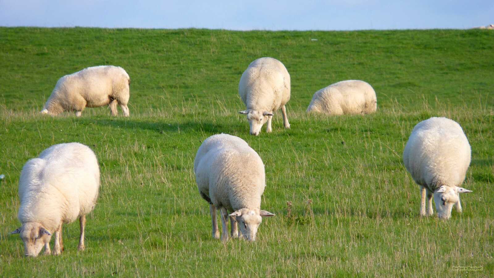 Sheep Wallpapers (54 images) - WallpaperCat
