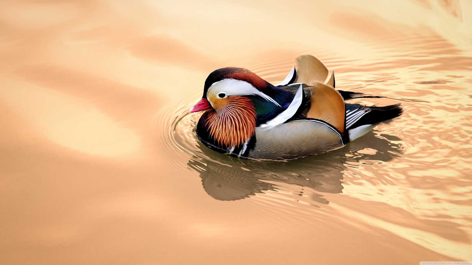 Duck Wallpapers (58 images) - WallpaperCat