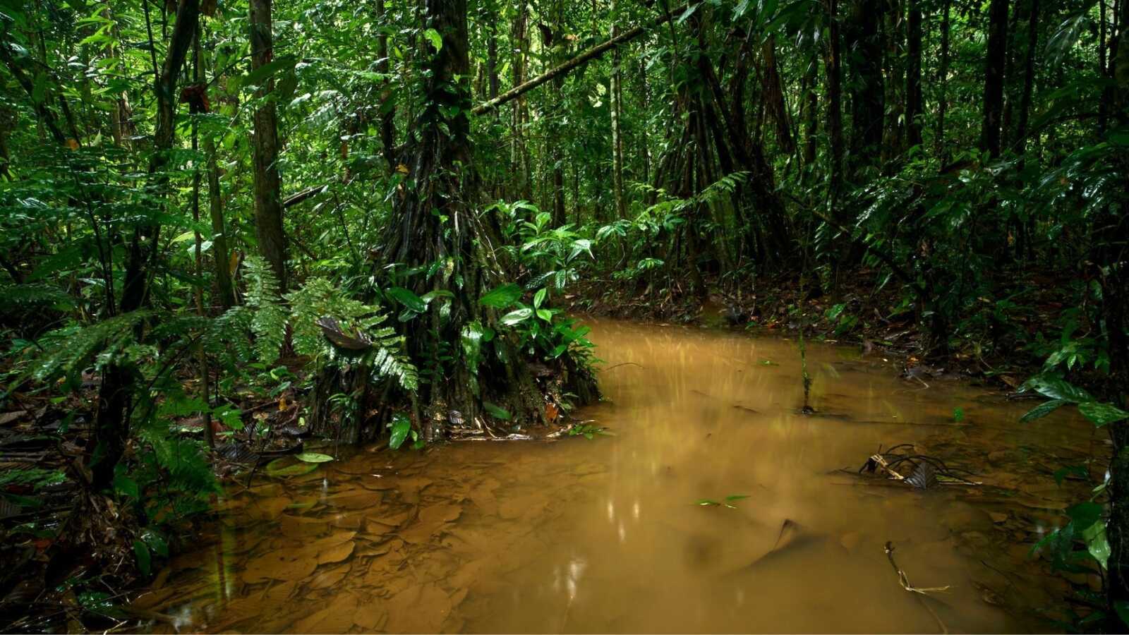 Amazon Rain Forest Wallpapers (57 images) - WallpaperCat