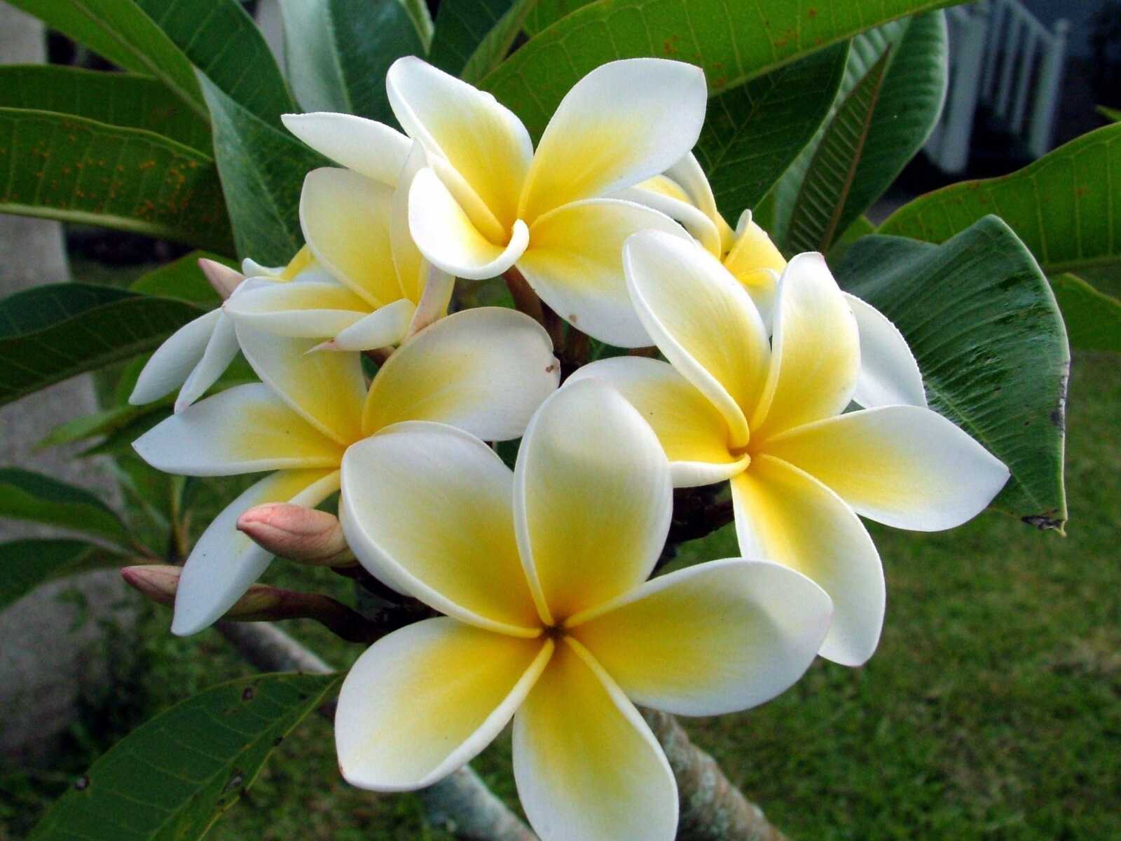 Hawaiian Flower Wallpapers (47 images) - WallpaperCat