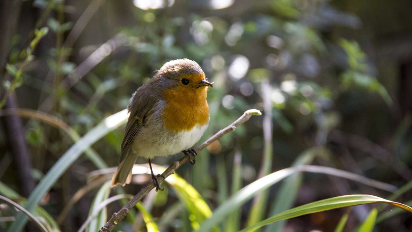 Robin (Bird) Wallpapers (44 images) - WallpaperCat