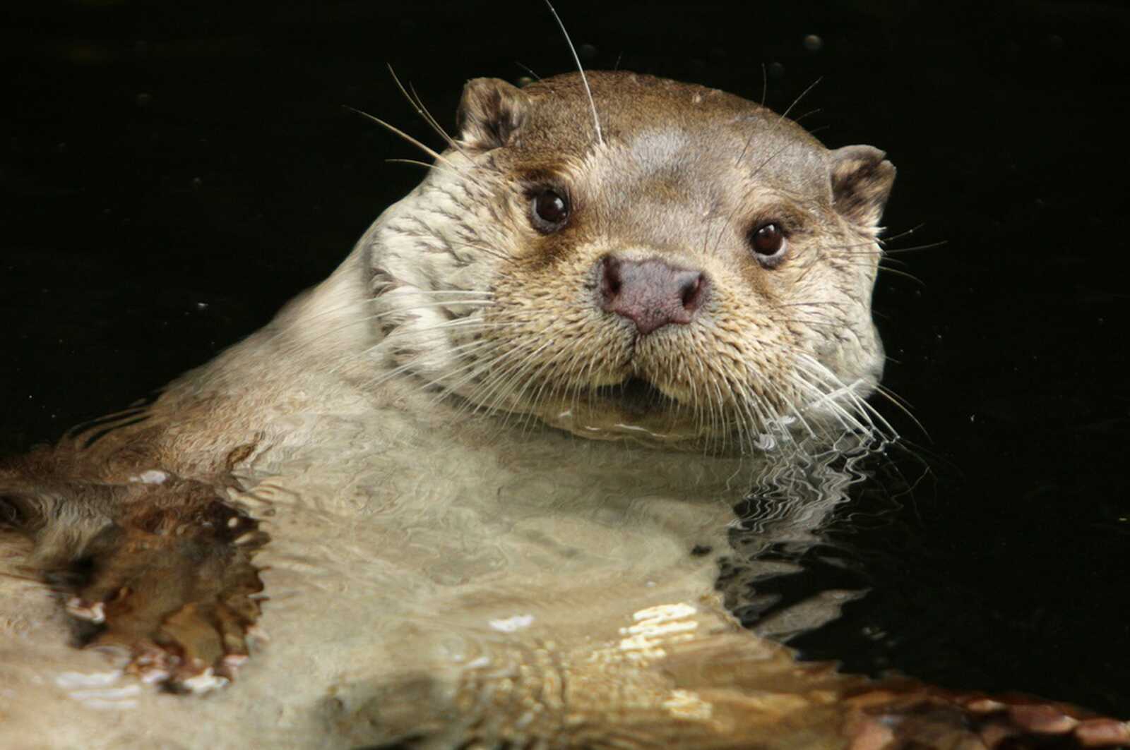 Otter Wallpapers (54 images) - WallpaperCat