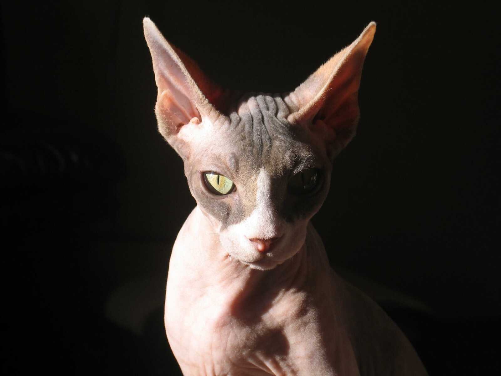 Sphynx Wallpapers (30 images) - WallpaperCat