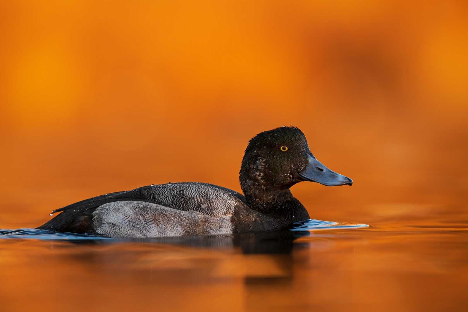 Duck Wallpapers (58 images) - WallpaperCat