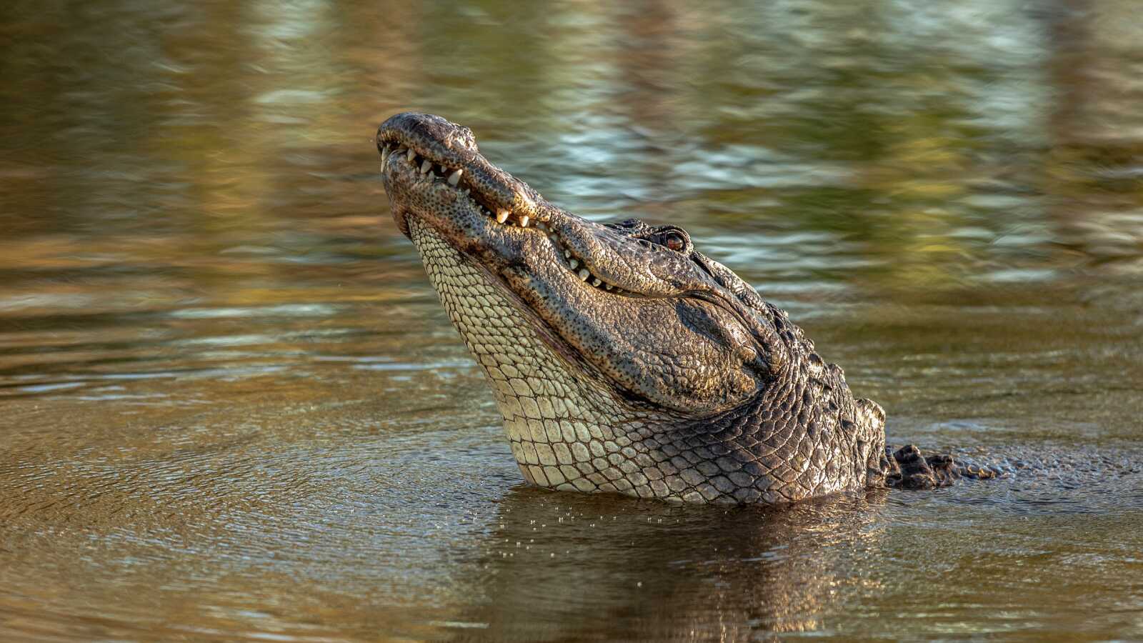 Crocodile Wallpapers (44 images) - WallpaperCat