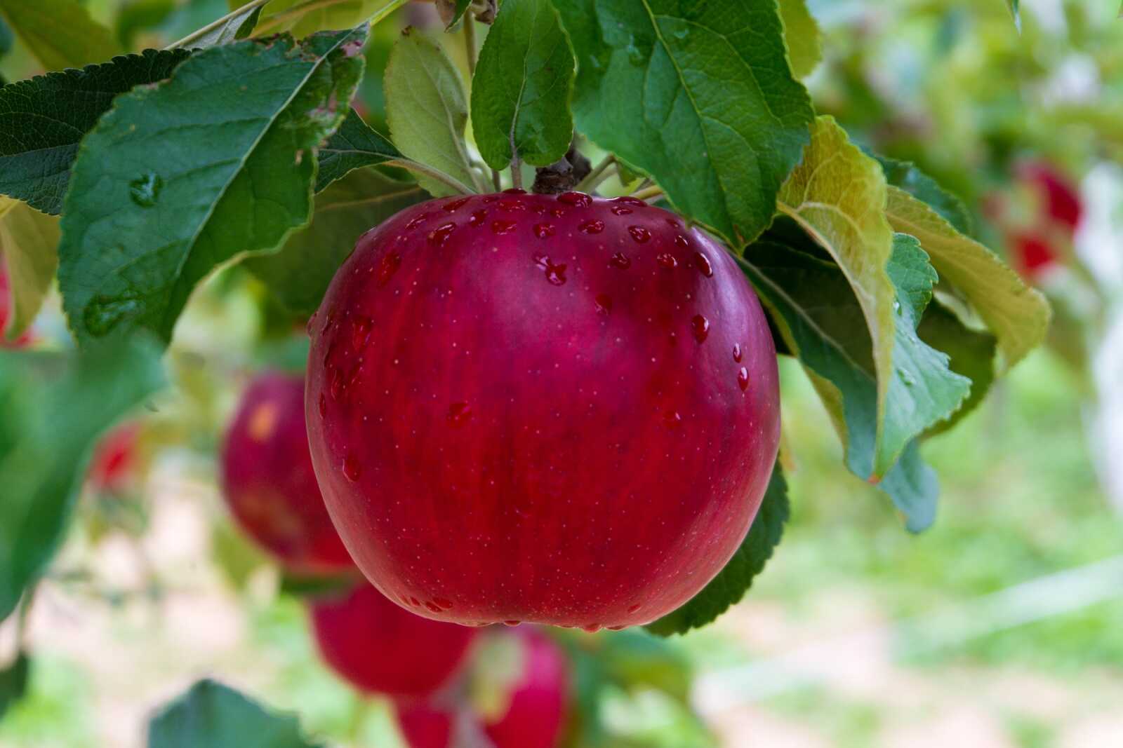 Apple (Fruit) Wallpapers (49 images) - WallpaperCat