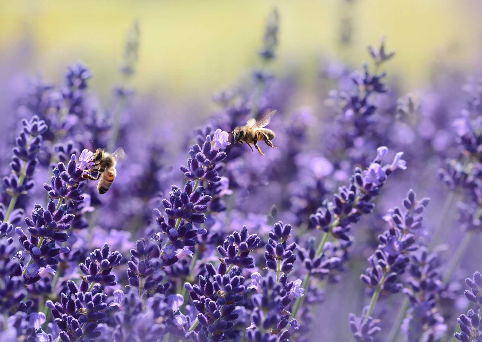 Lavender Wallpapers (97 images) - WallpaperCat