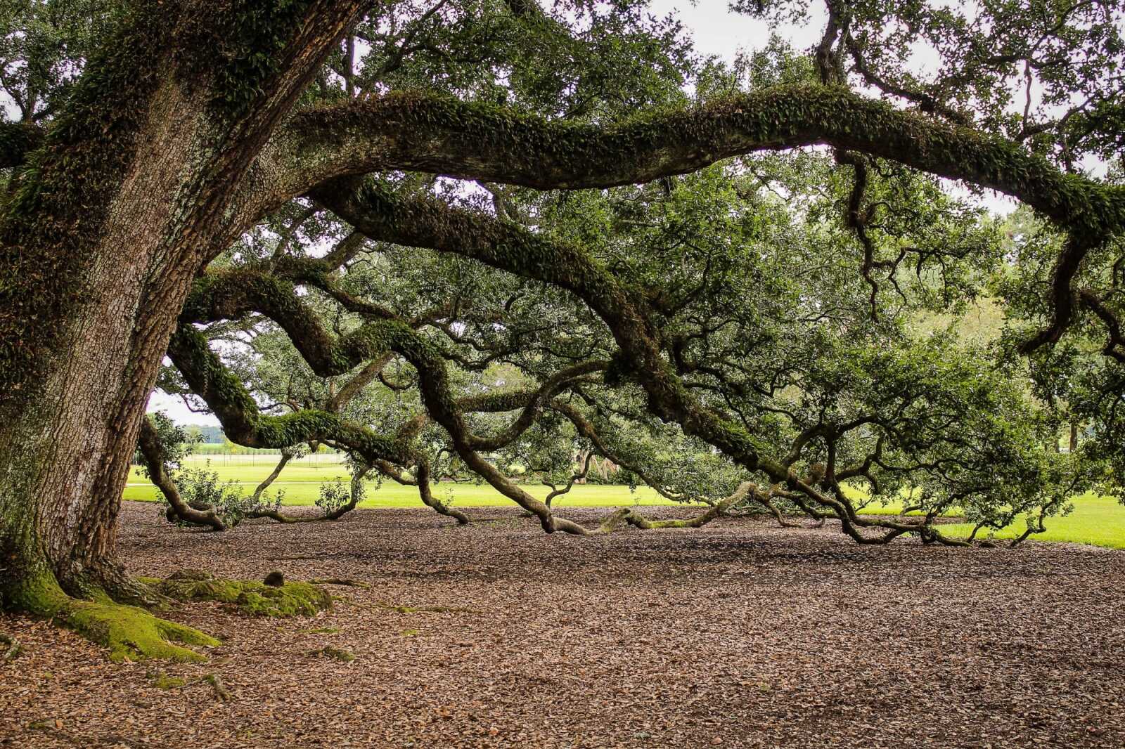Oak Tree Wallpapers (58 images) - WallpaperCat