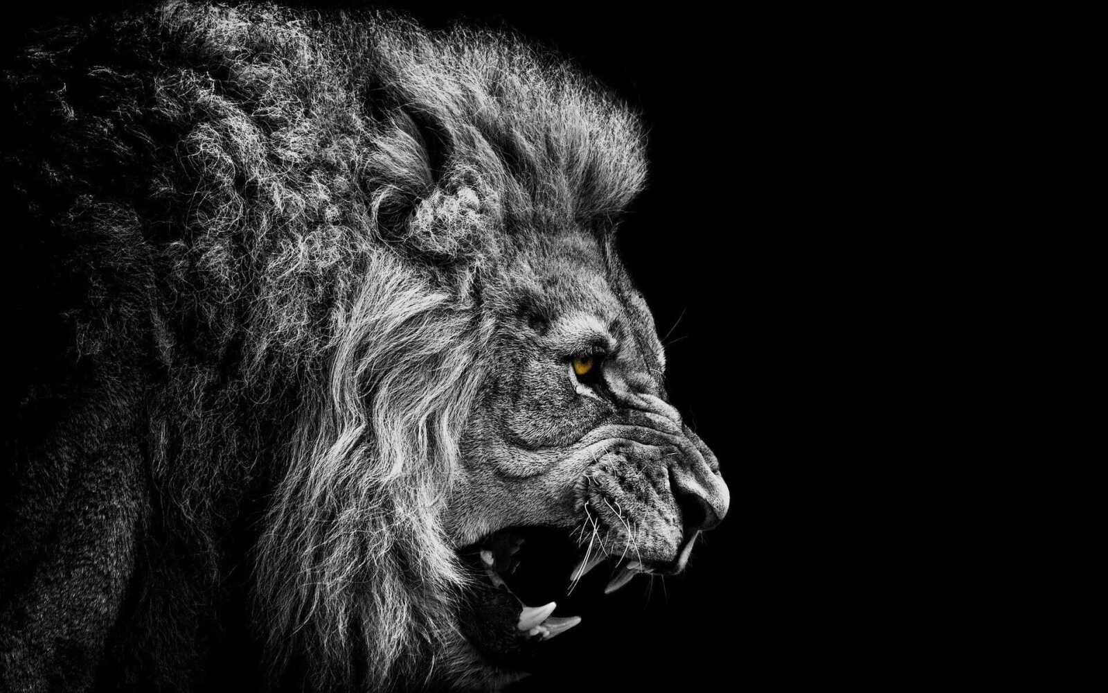 Lion Wallpapers (103 images) - WallpaperCat
