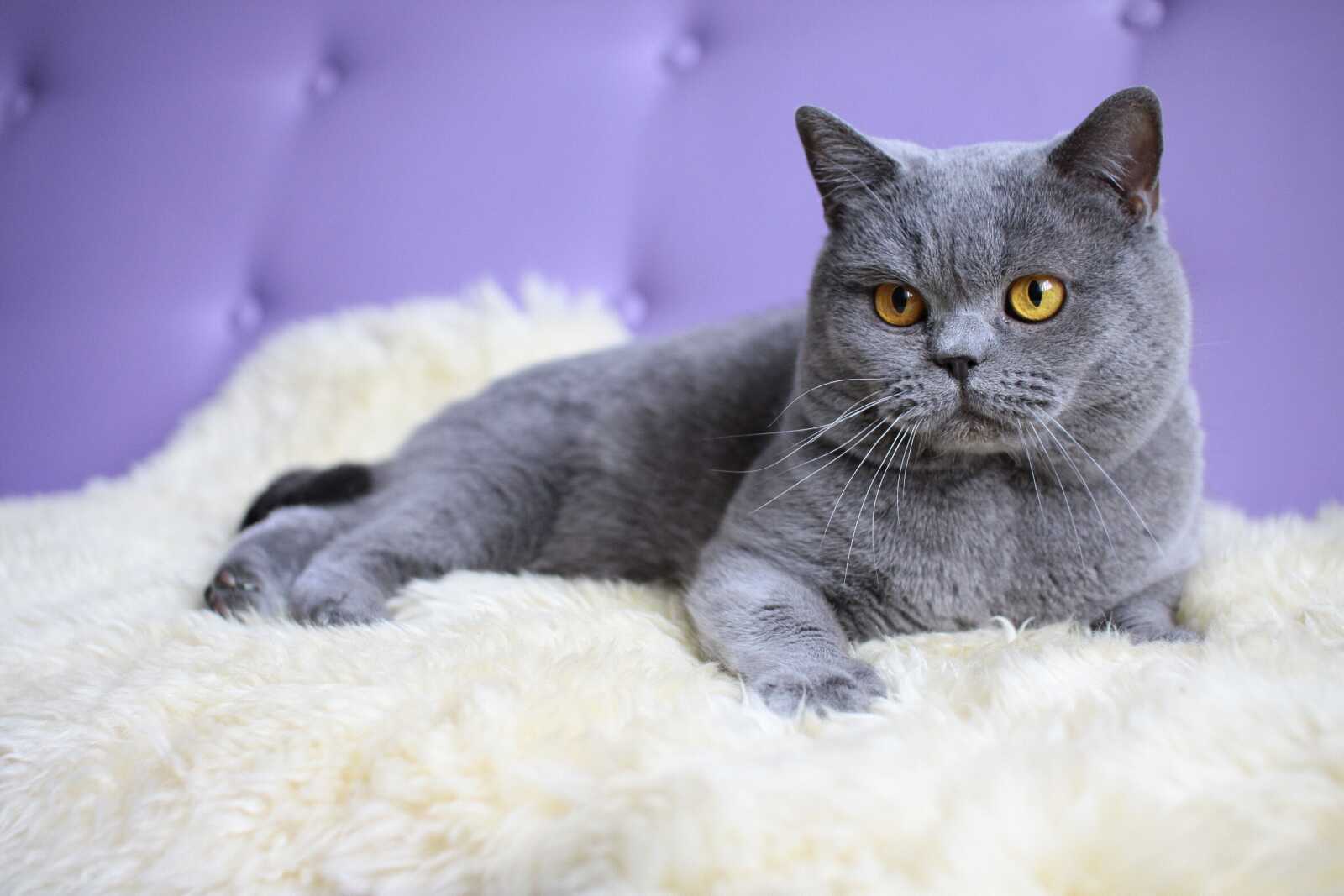 British Cat Wallpapers (36 images) - WallpaperCat