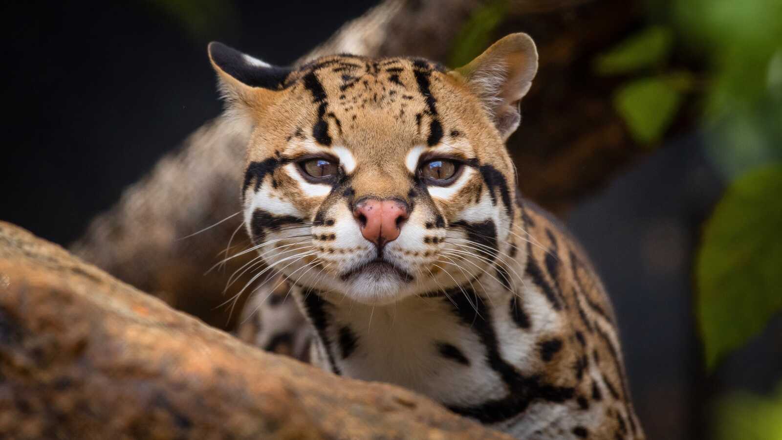 Ocelot Wallpapers (55 images) - WallpaperCat