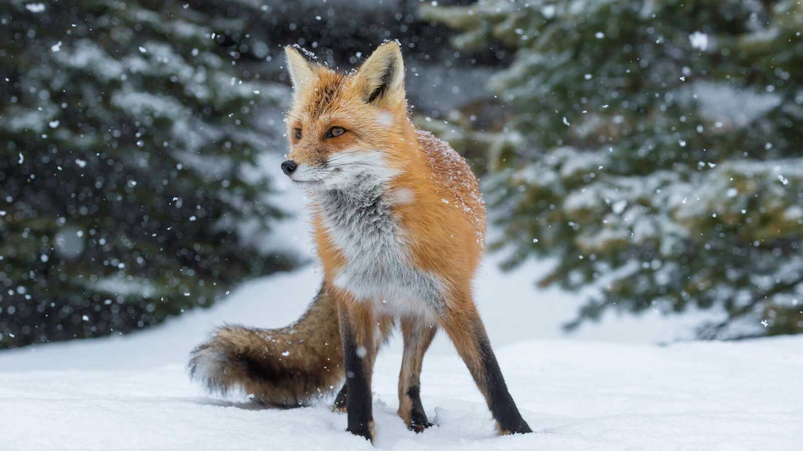 Fox Wallpapers (100 images) - WallpaperCat