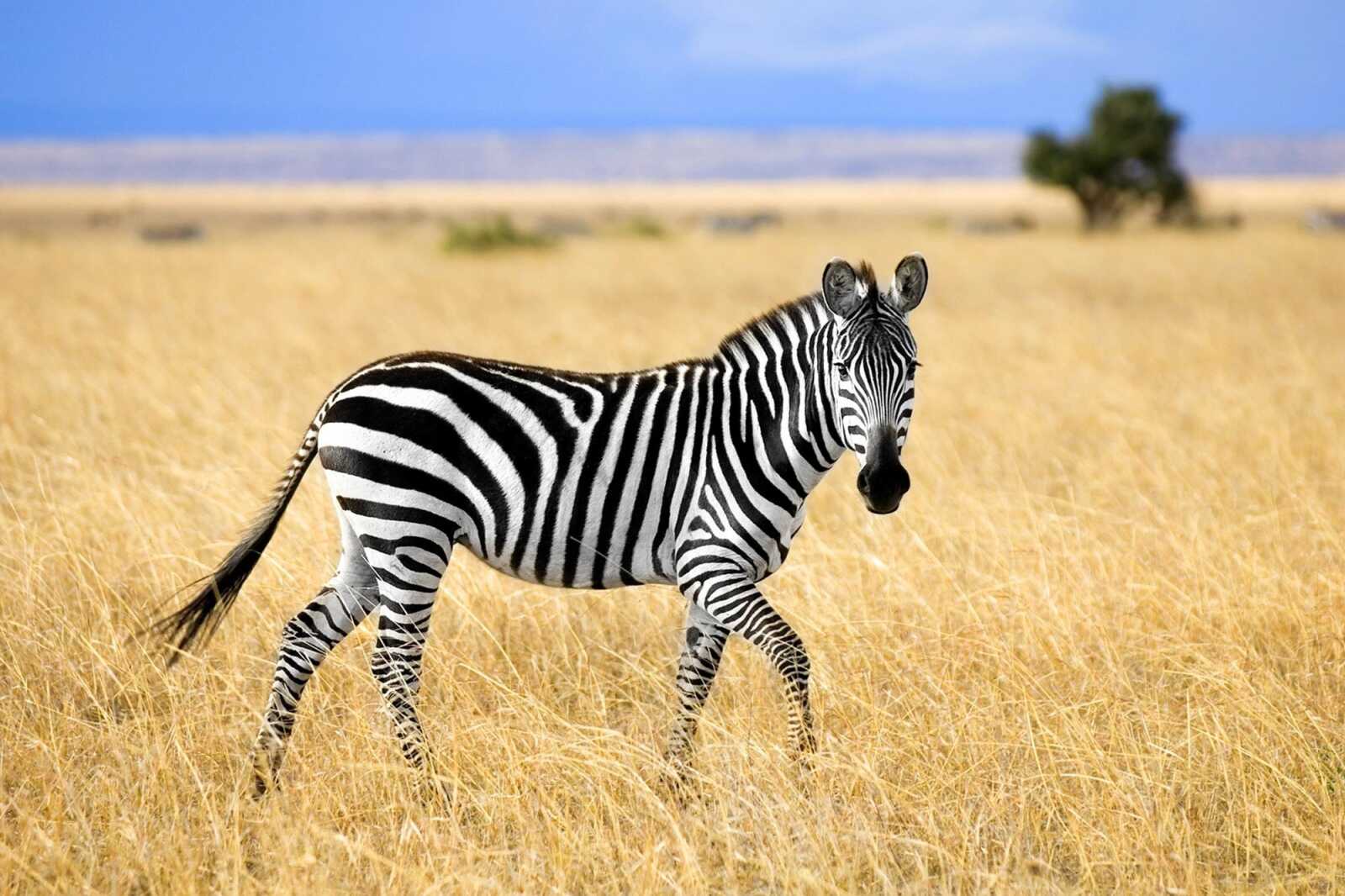 Zebra Wallpapers (48 images) - WallpaperCat