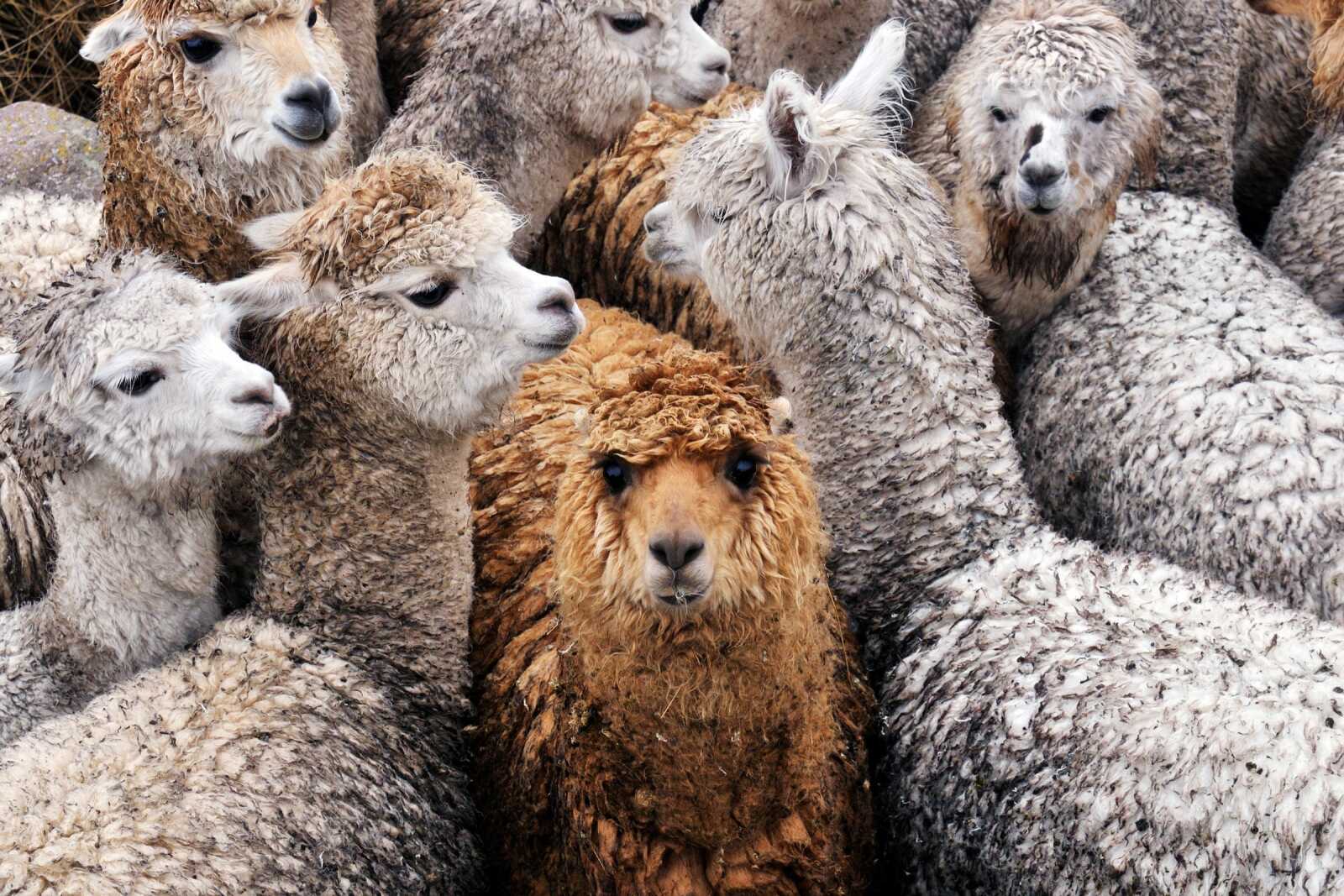Alpaca Wallpapers (42 images) - WallpaperCat