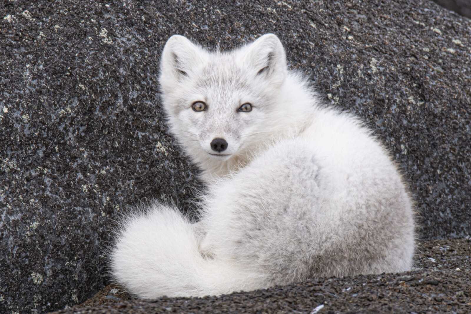 Arctic Fox Wallpapers (61 images) - WallpaperCat