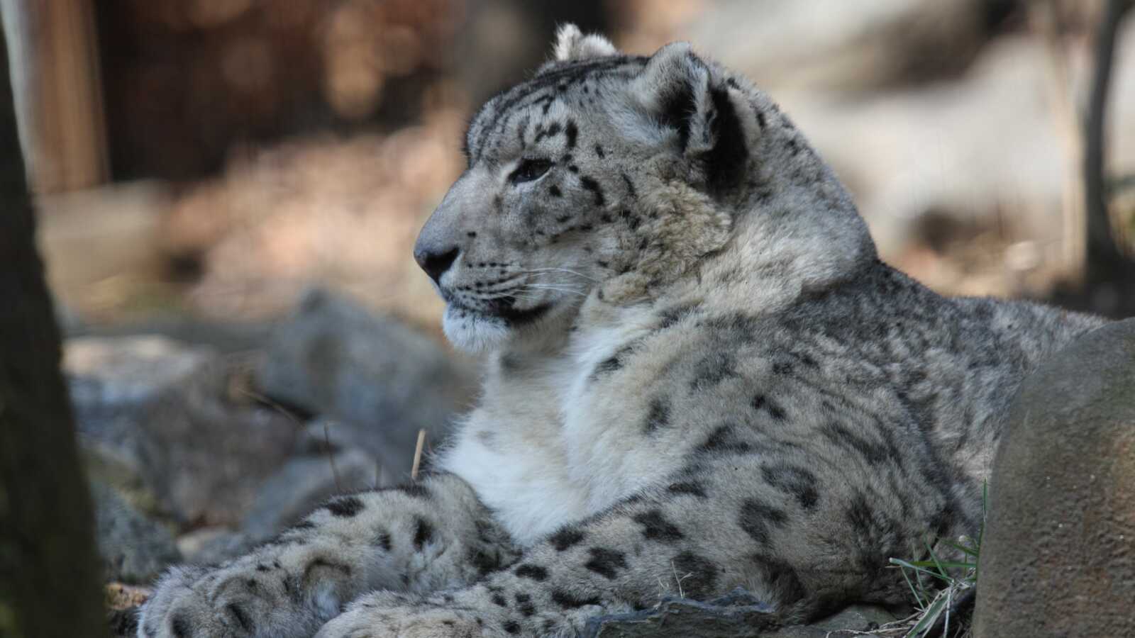 Snow Leopard Wallpapers (76 images) - WallpaperCat