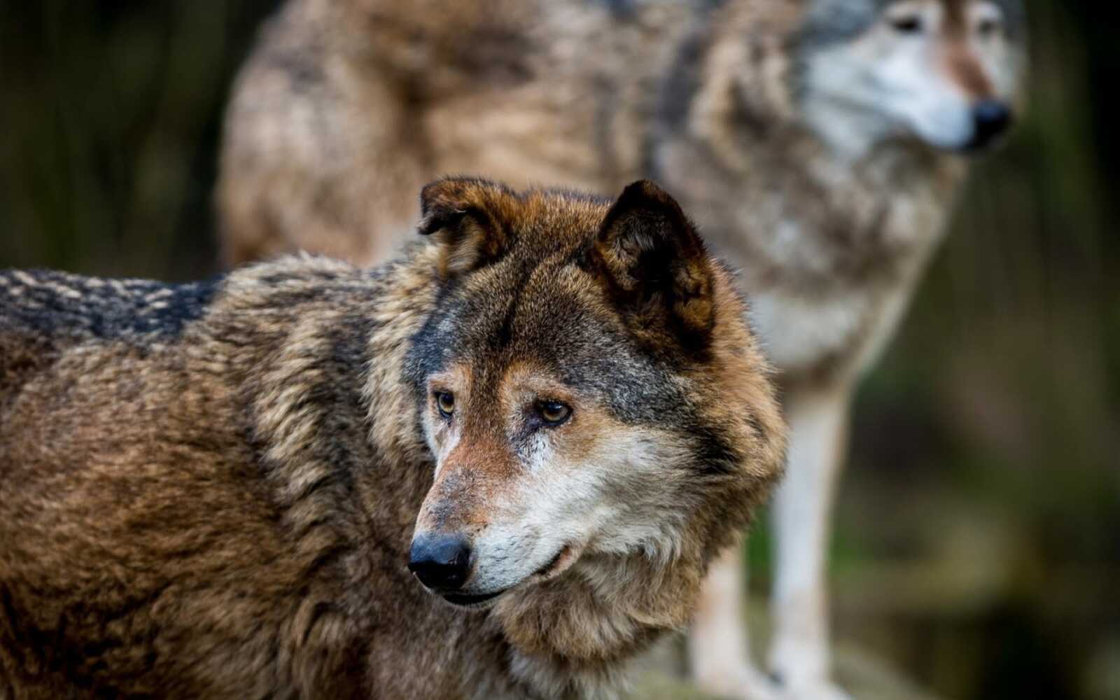 Gray Wolf Wallpapers (44 images) - WallpaperCat