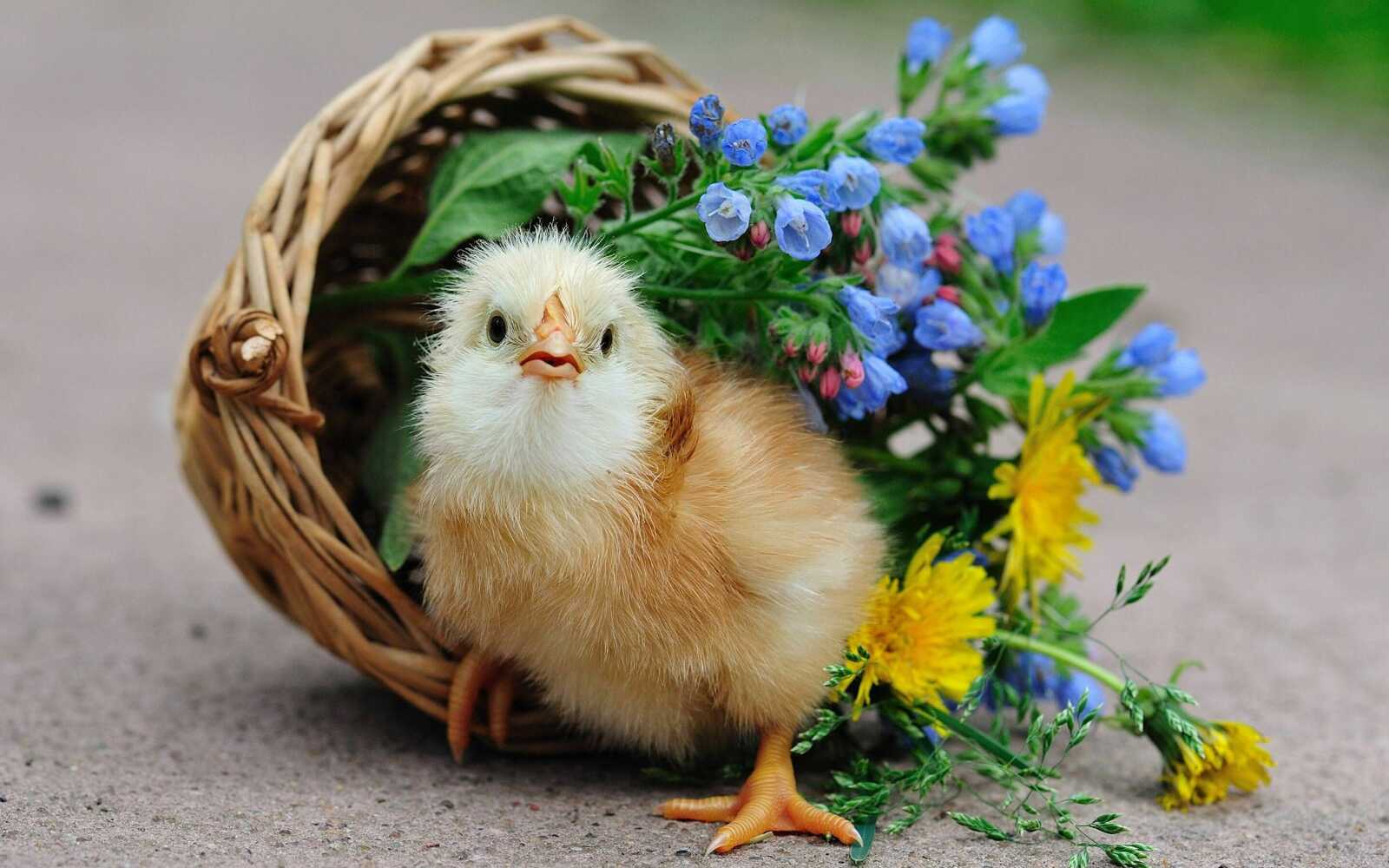 Bird Wallpapers (109 images) - WallpaperCat