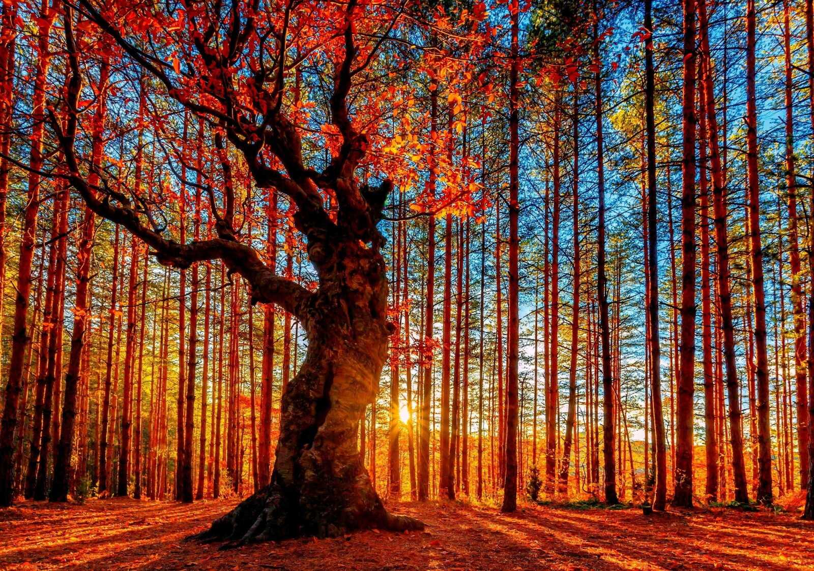 Fall Wallpapers (63 images) - WallpaperCat