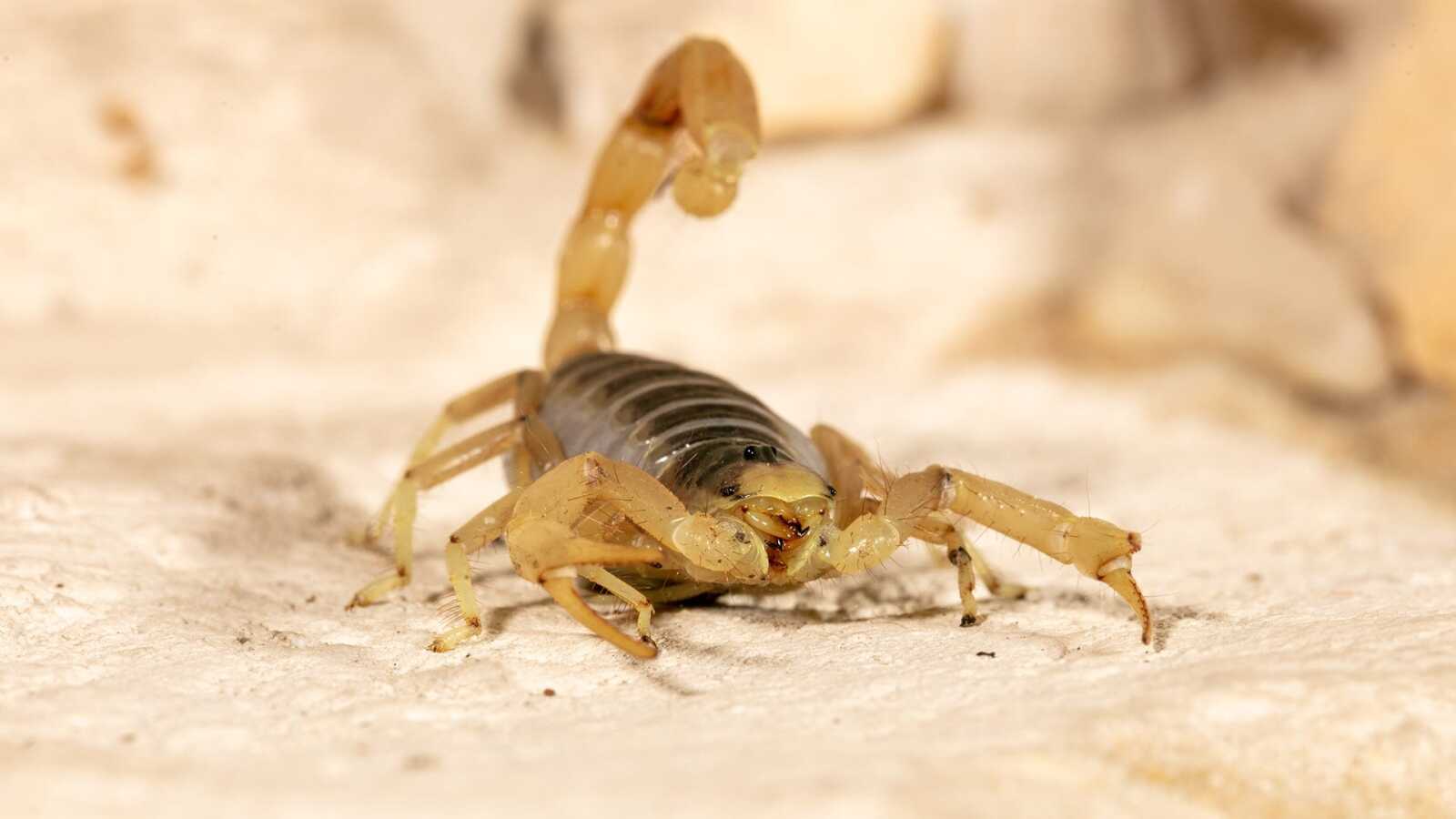 Scorpion (Animal) Wallpapers (30 images) - WallpaperCat
