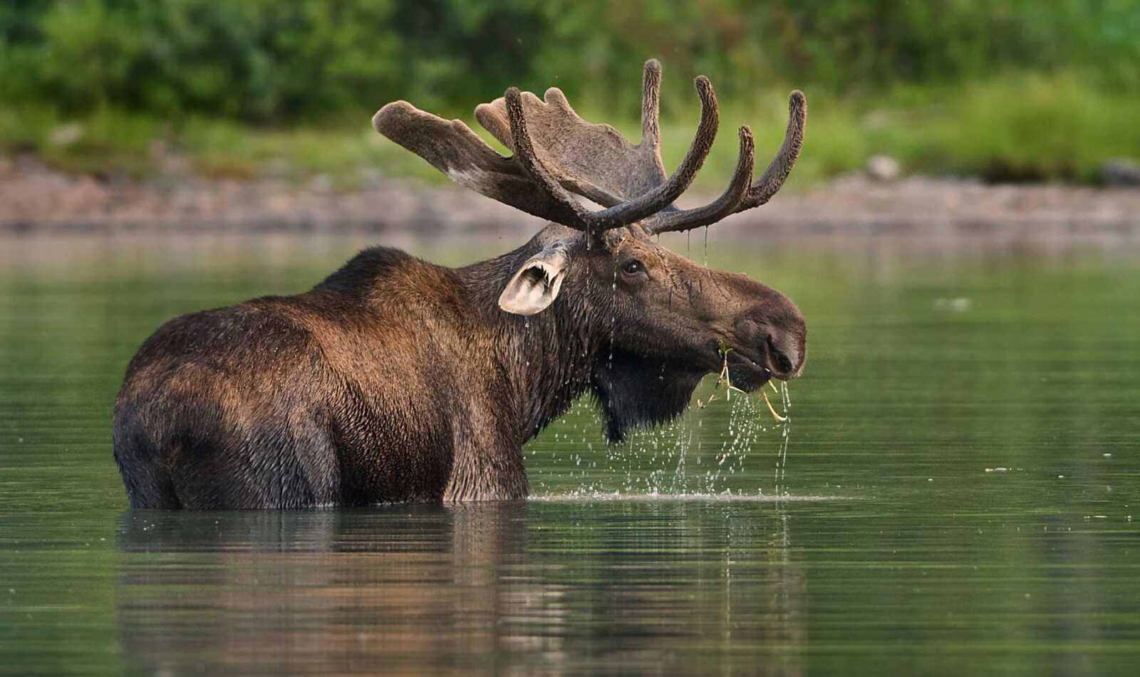 Moose Wallpapers (61 images) - WallpaperCat