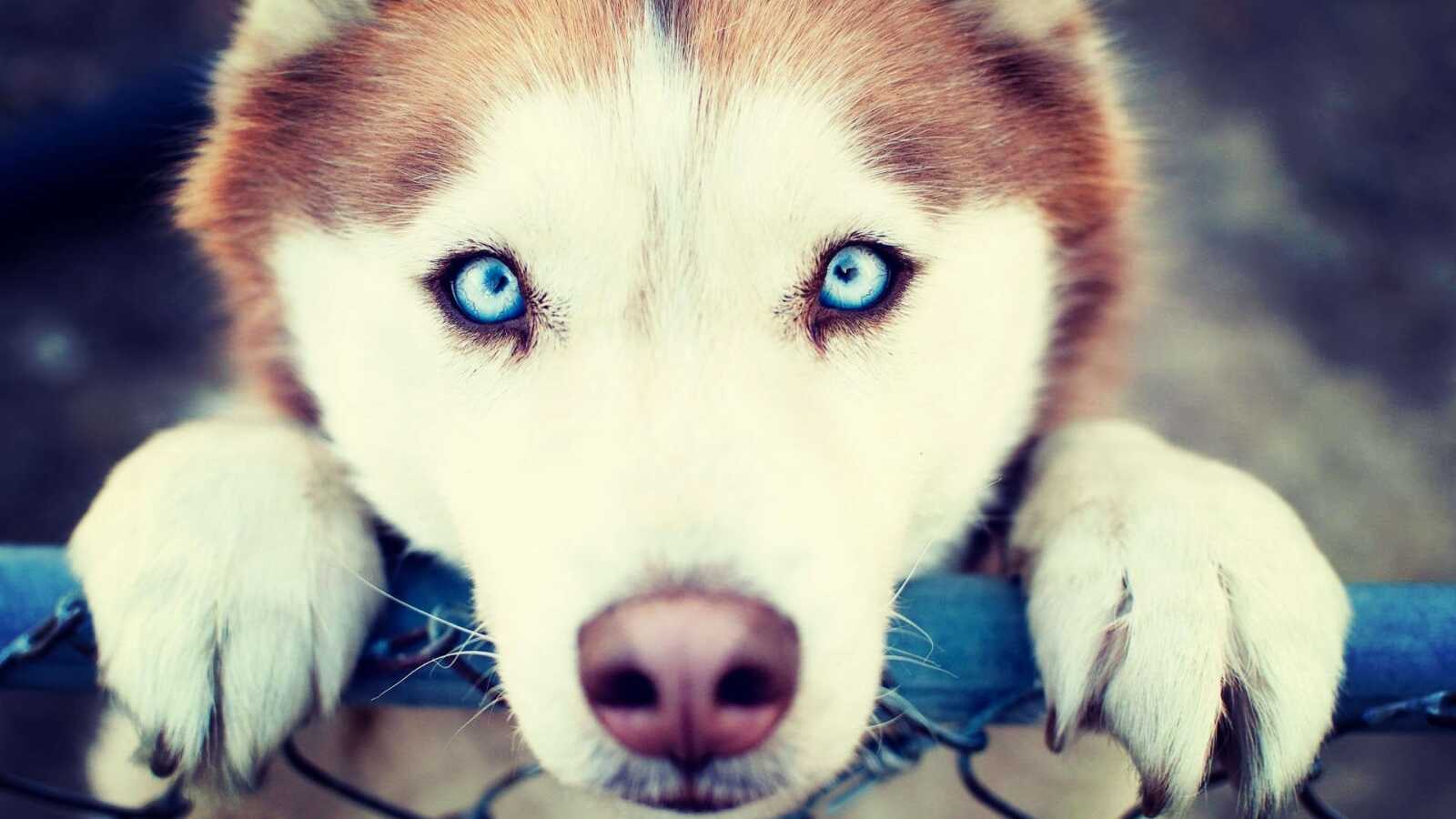 Husky Wallpapers (70 images) - WallpaperCat